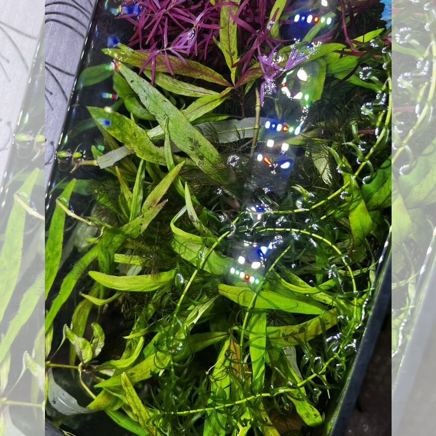 Водоросли прополка