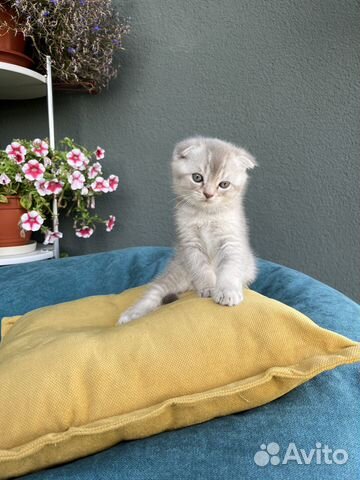 Шотландские вислоухие котята