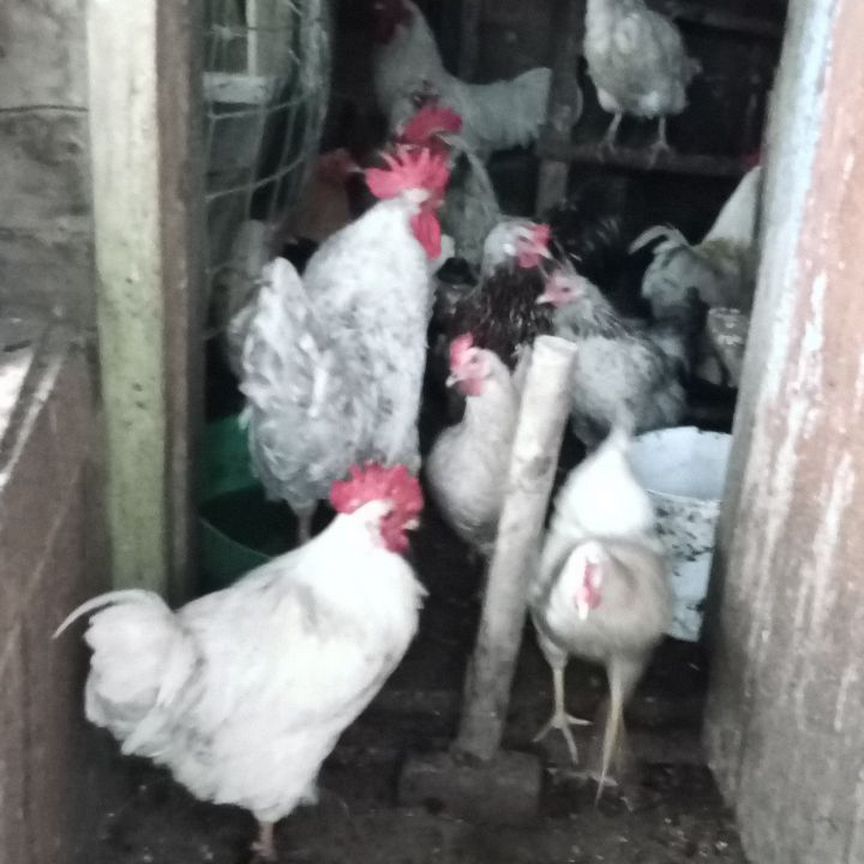 Петушки домашние