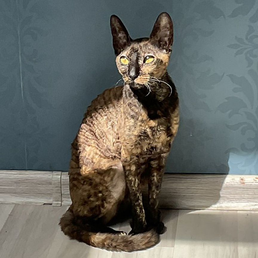 Кошка корниш-рекс и кот мейн-кун
