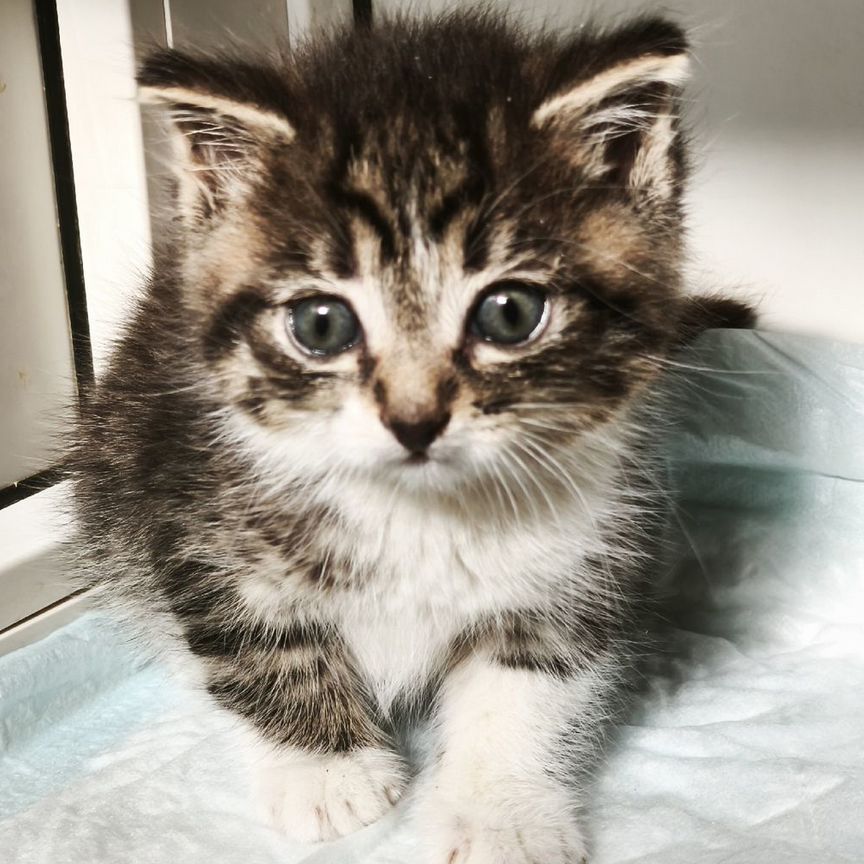 Котёнок в добрые руки