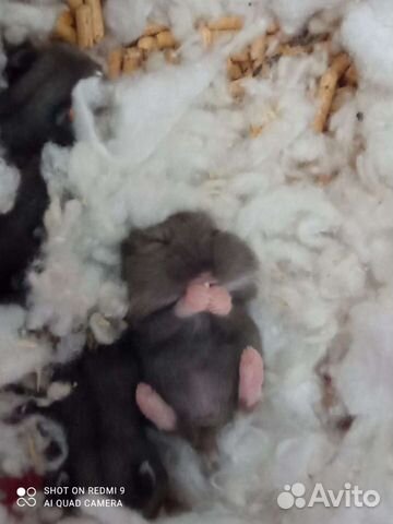 Джунгарский хомяк бесплатно