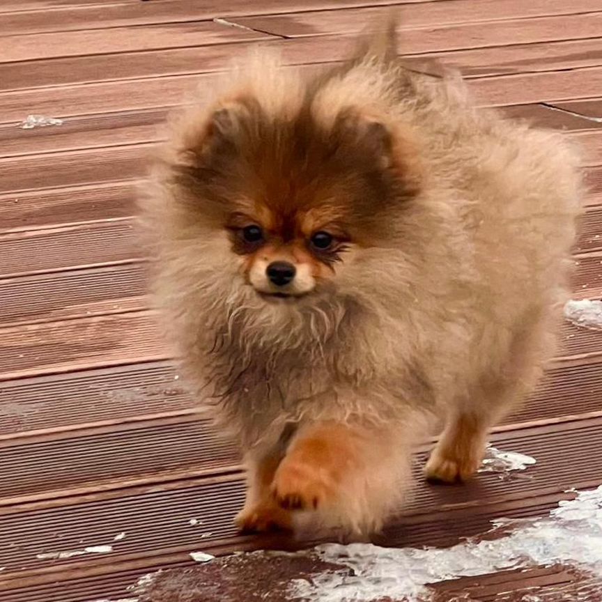 Померанский шпиц девочка