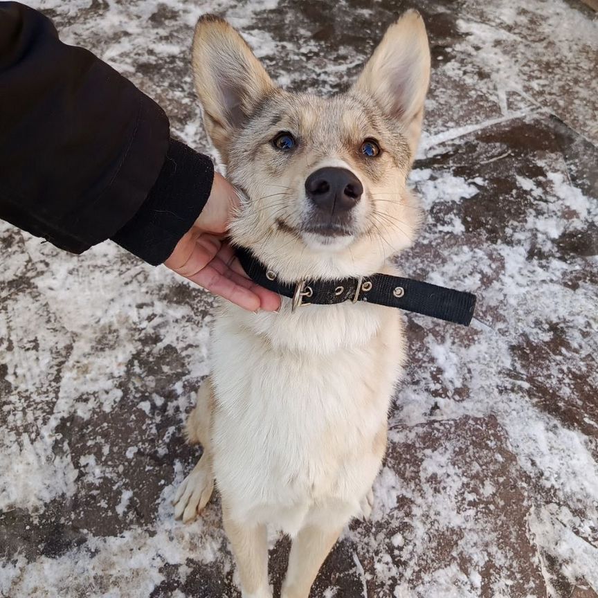 Взрослый пёс в добрые руки