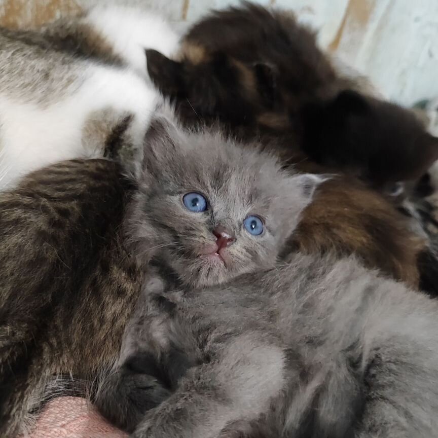 Котята в добрые руки 1 месяц