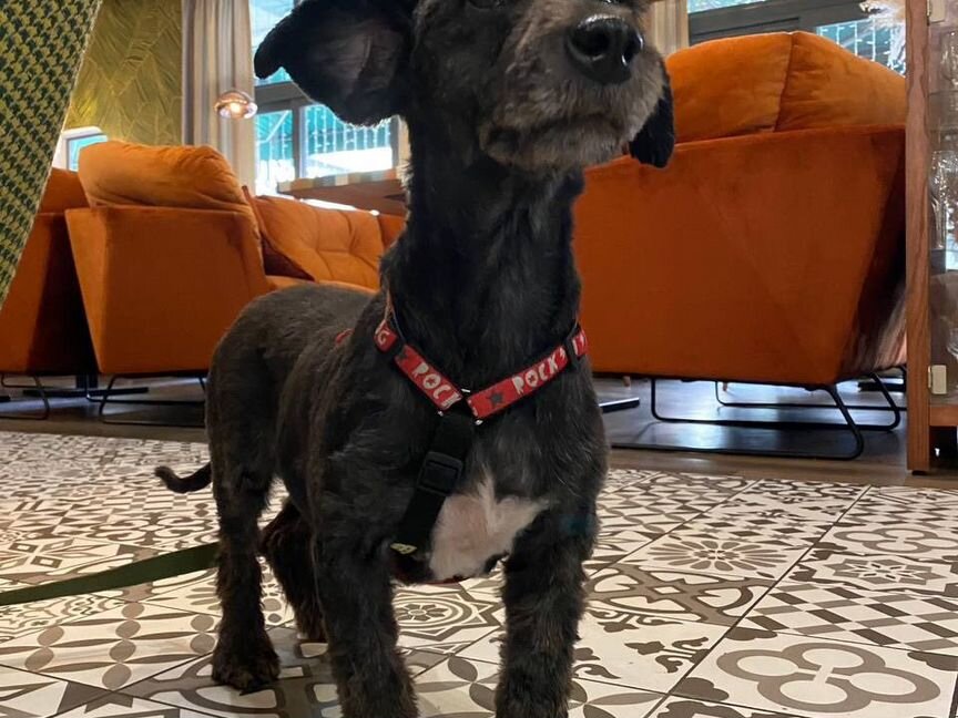 Маленькая собака ищет дом