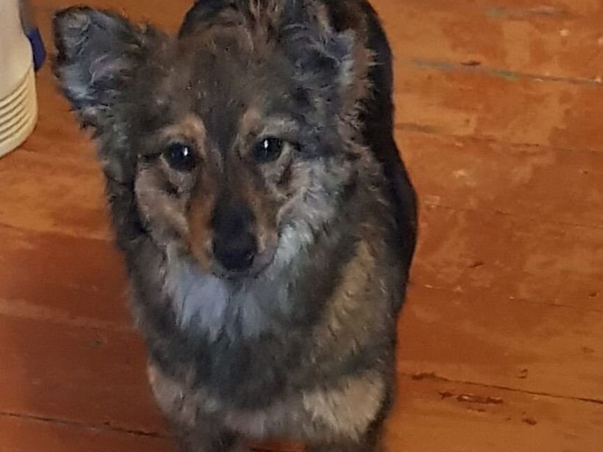 Собака в добрые руки