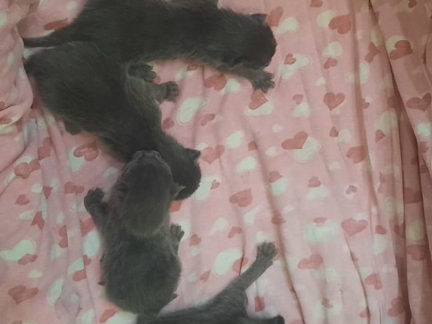 Британские котята