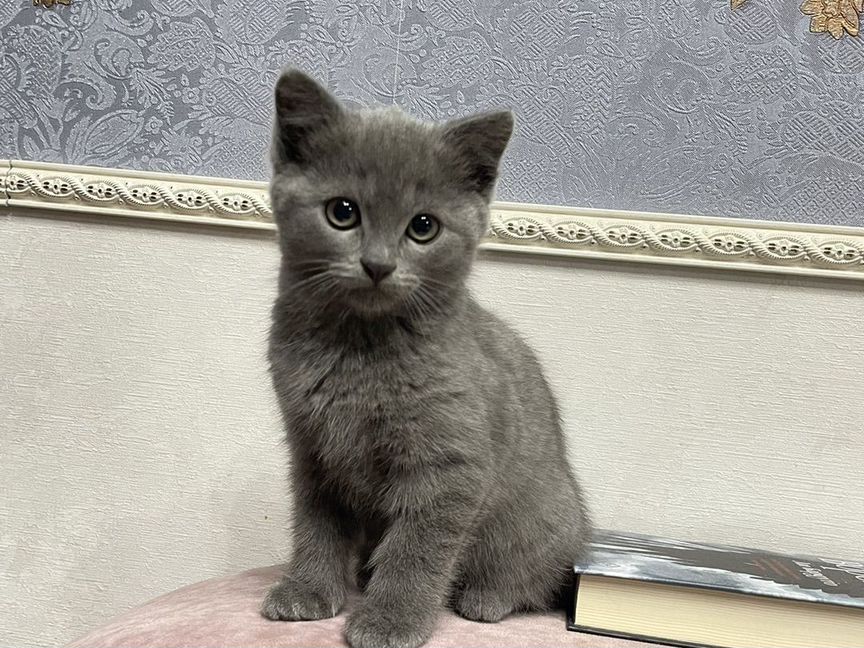 Котенок 2 месяца