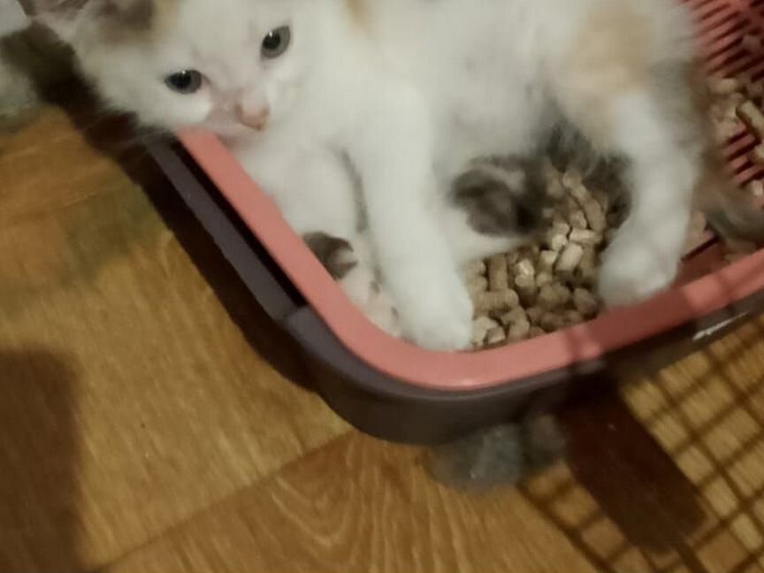 Кошечки и коты