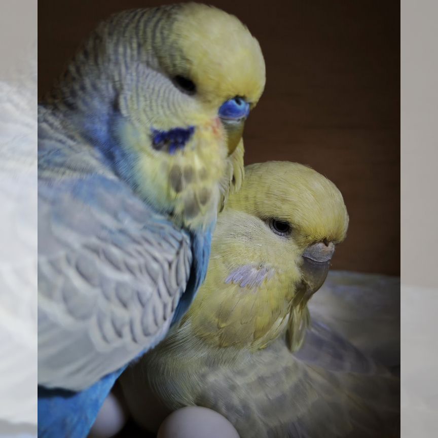 Выставочный волнистый попугай чех