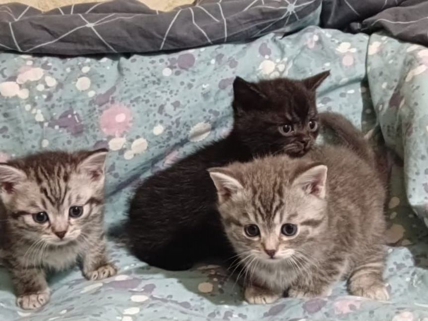 Британские котята