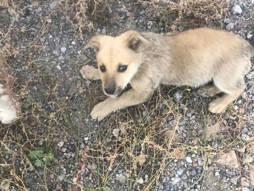 Щенок в добрые руки