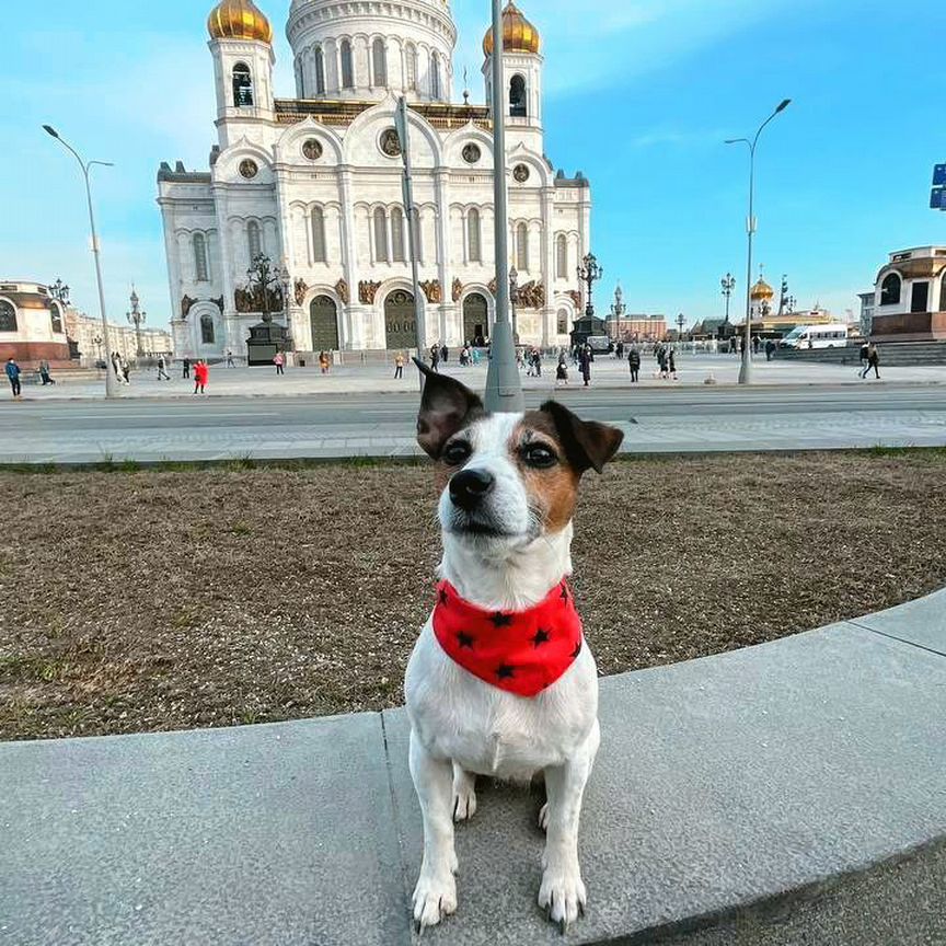 Отдам в добрые руки