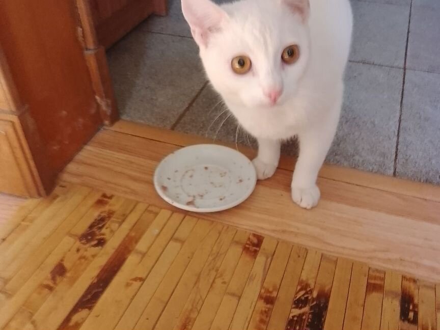 Котик весь белый