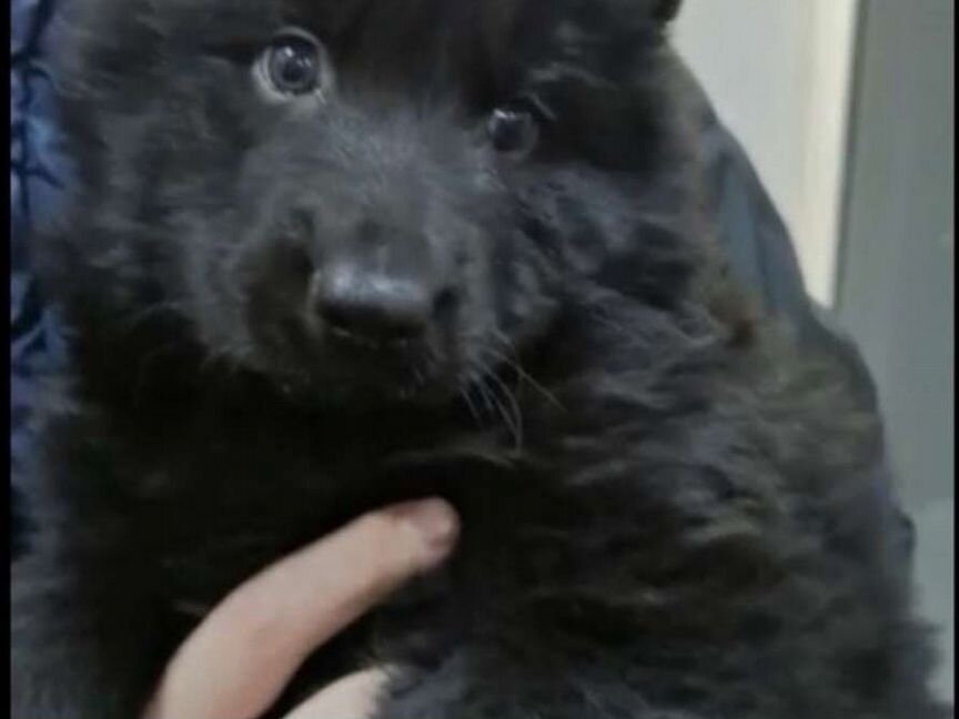 Немецкая овчарка