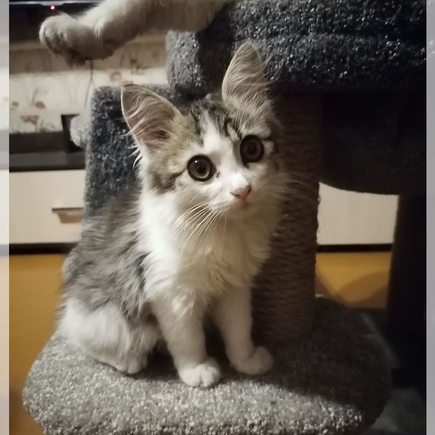 Котята с доставкой