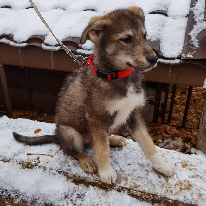 Щенок в добрые руки