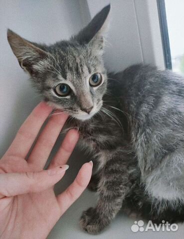 Сладкий Эклер ищет дом