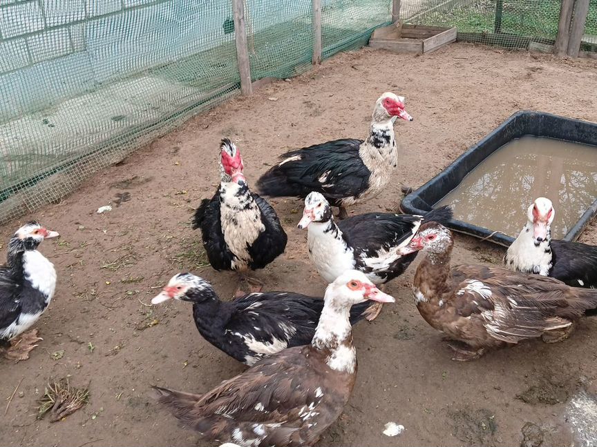 Курочки несушки, утки и гуси