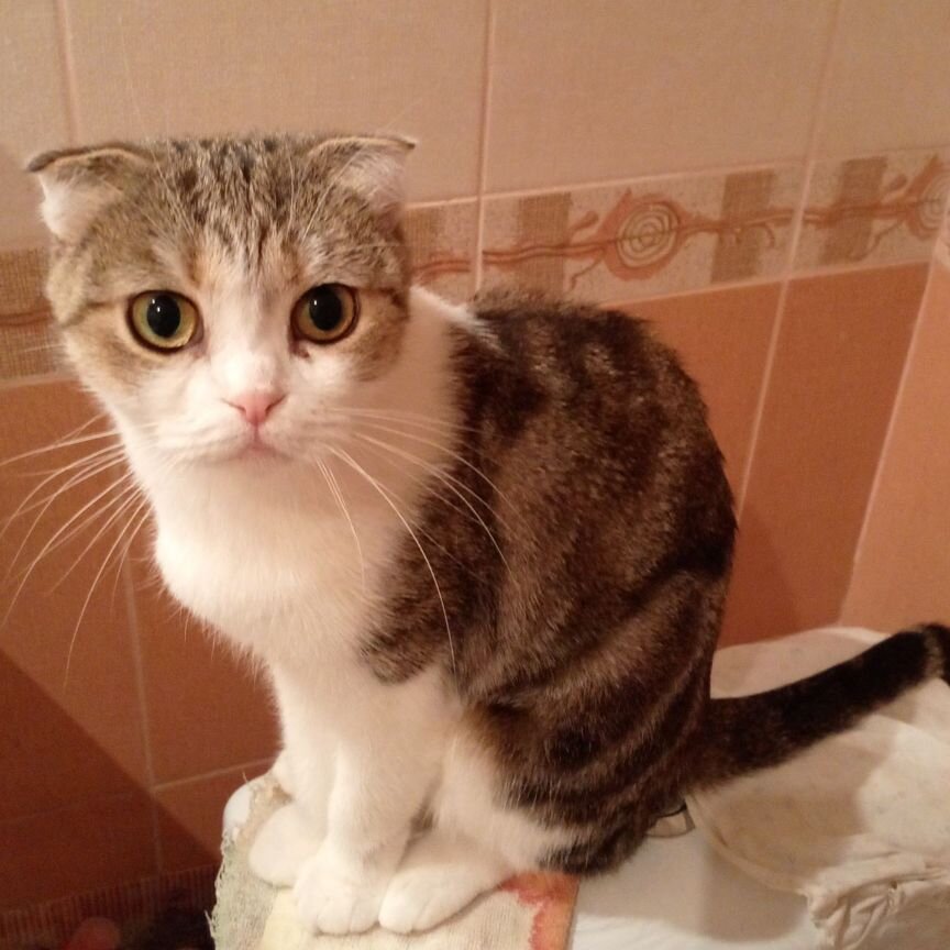 Шотландская вислоухая кошка