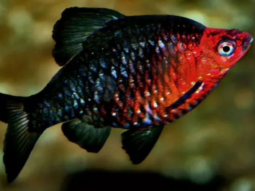 Черный барбус