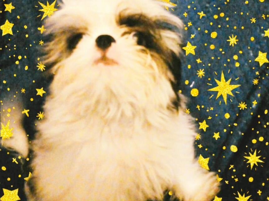 Болонка Мини