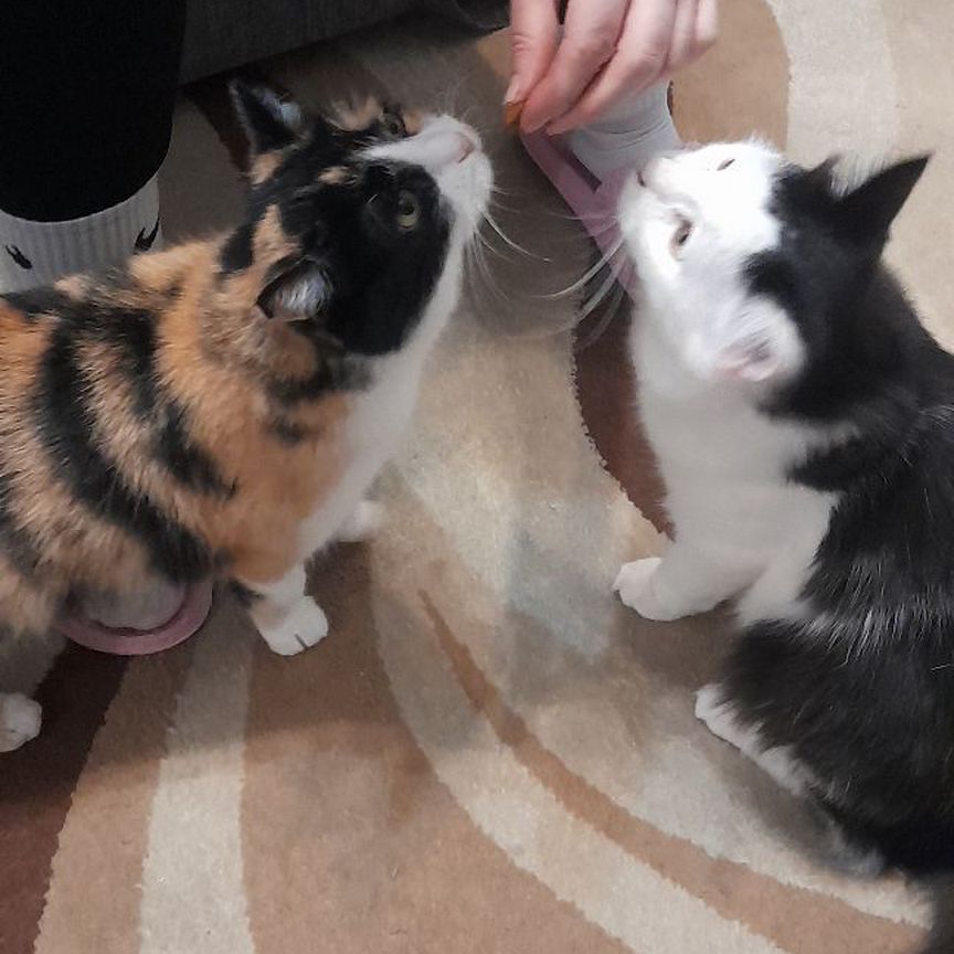 Очаровашки в добрые руки