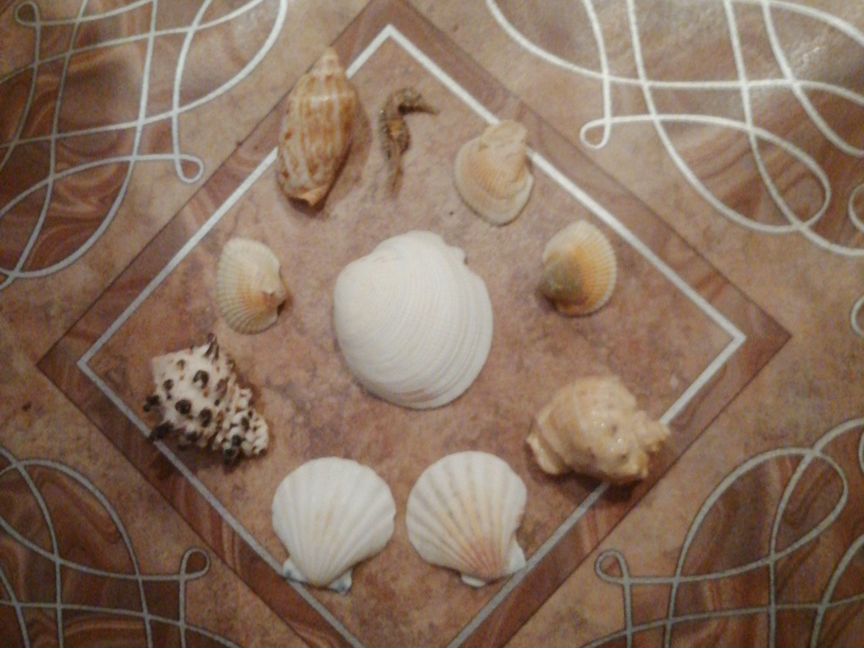 Морские ракушки раковины большие