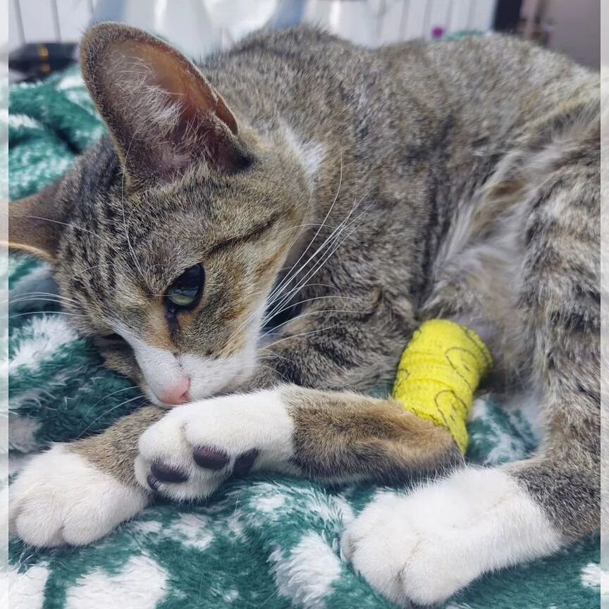 Взрослая, кошка в добрые руки