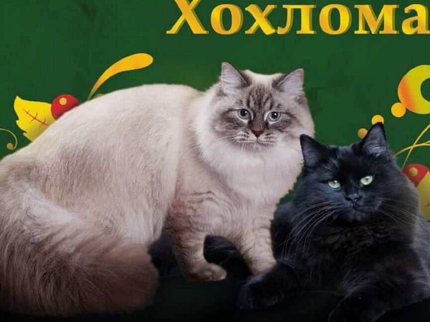Сибирские котята