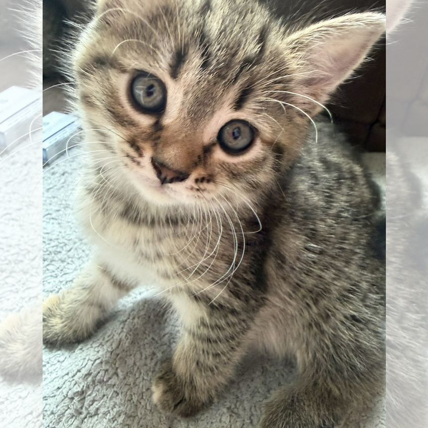 Шотландский прямоухий короткошёрстный котёнок