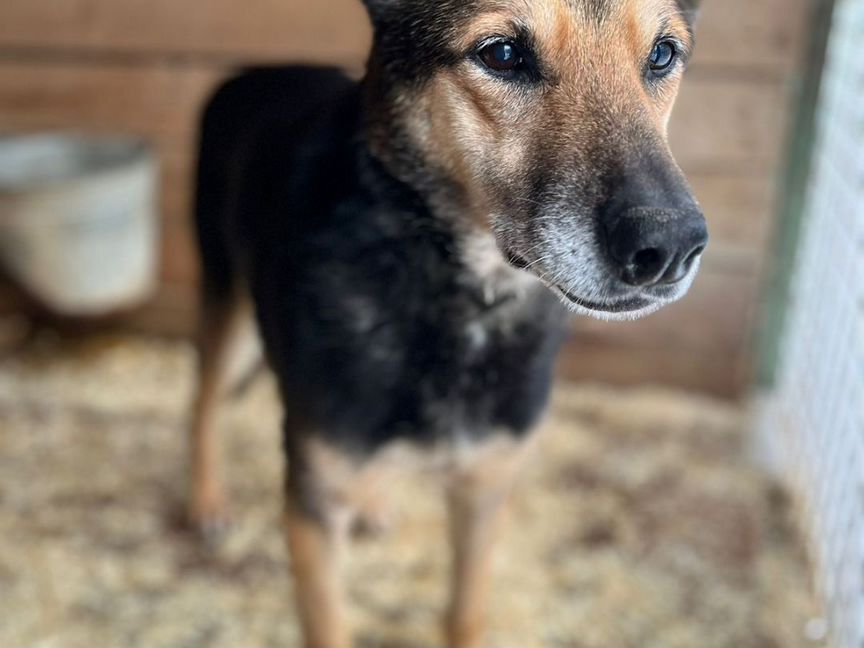 Монти сложной судьбой