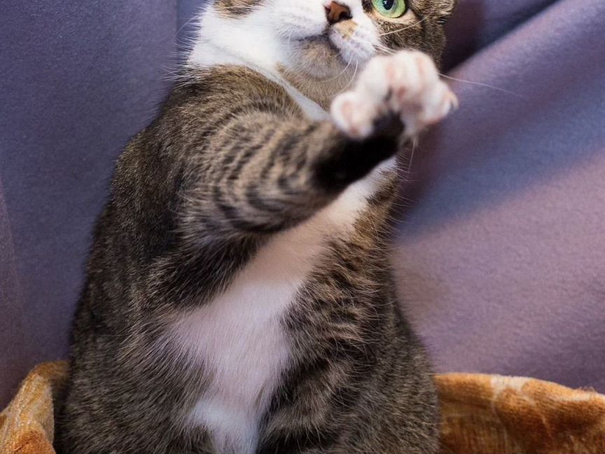 Зеленоглазая кошка Флоки