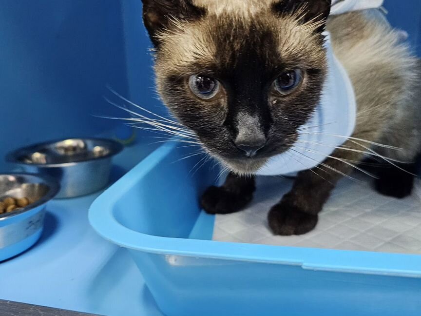 Кошка Карелия - нужен дом