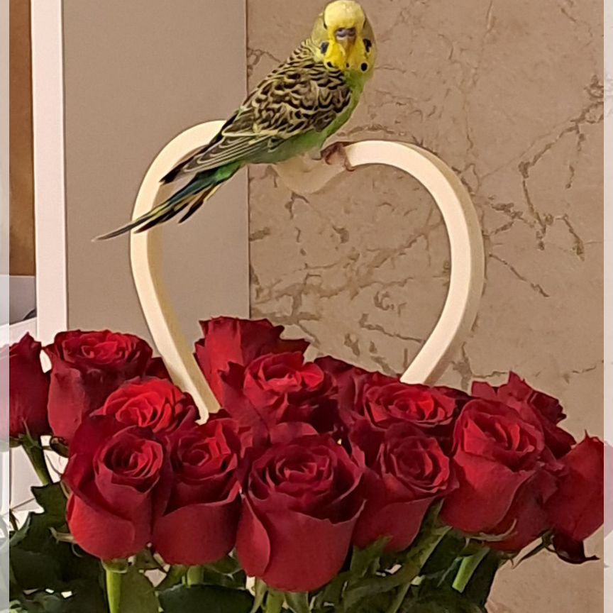 Парочка попугаев