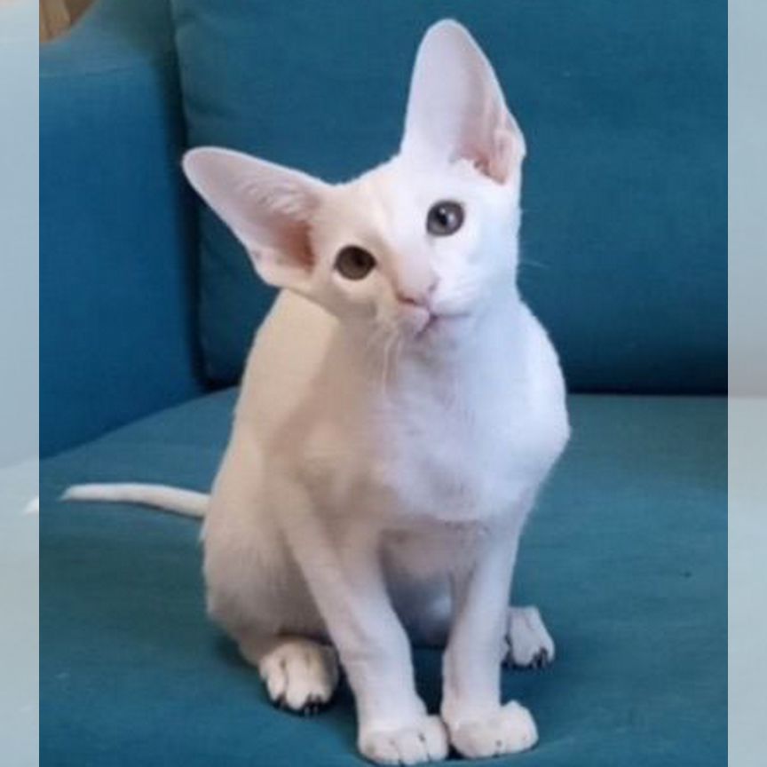 Ориентальный котёнок