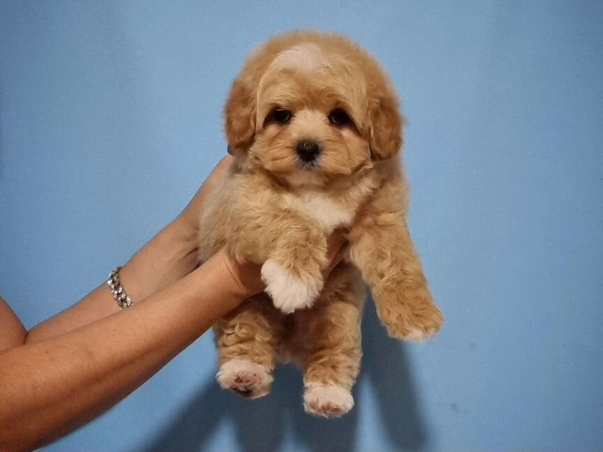 Настоящие мальтипу F1