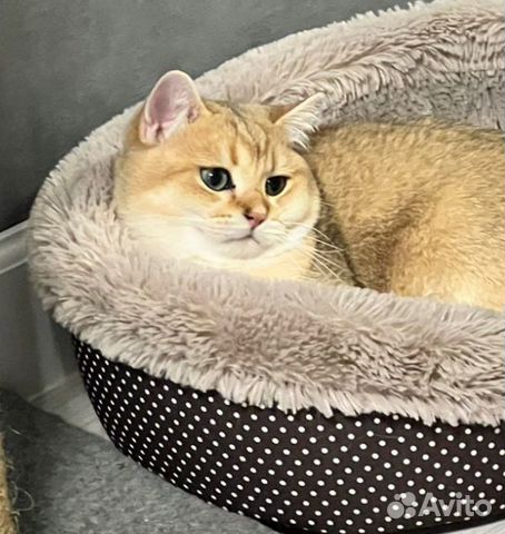 Кот 1 год Золотая Шиншилла