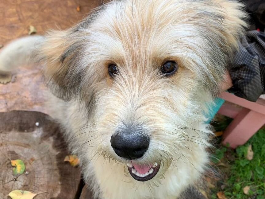 Собака в добрые руки отдам бесплатно