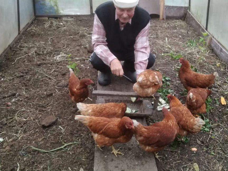 Куры несушки продам
