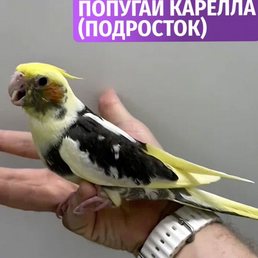 Попугай Корелла подросток