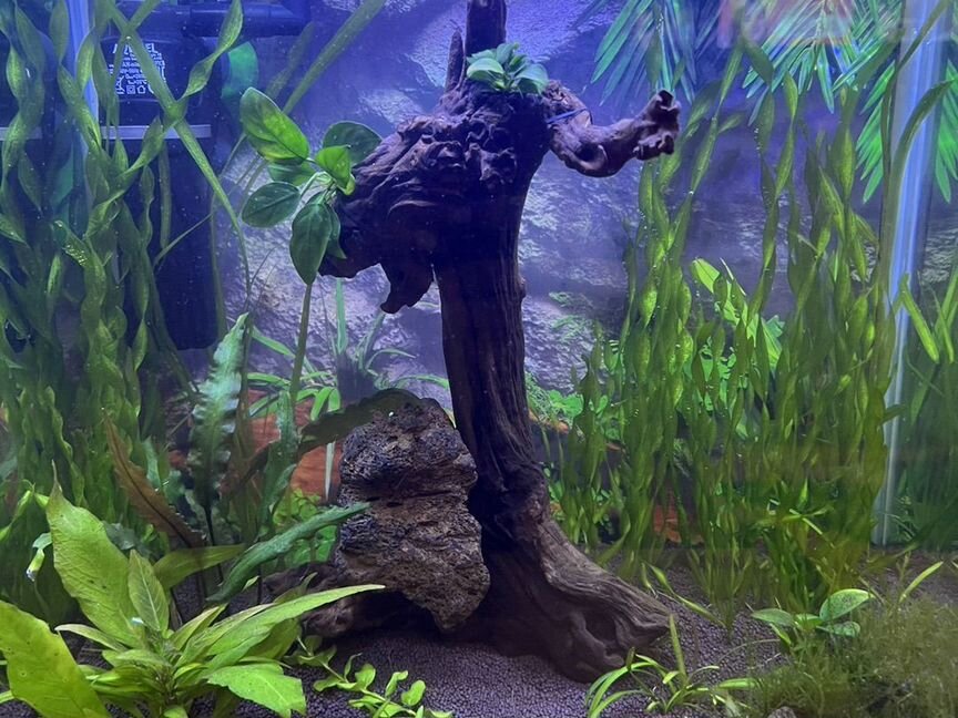 Виноградная лоза коряга для аквариума