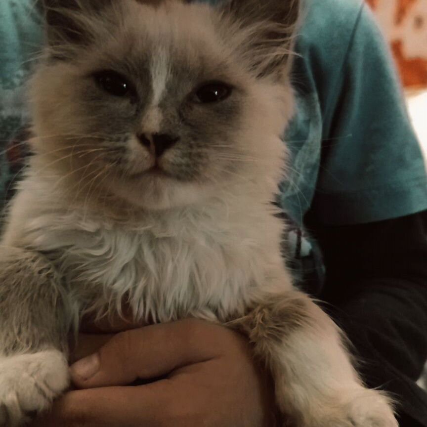 Бирманский котенок
