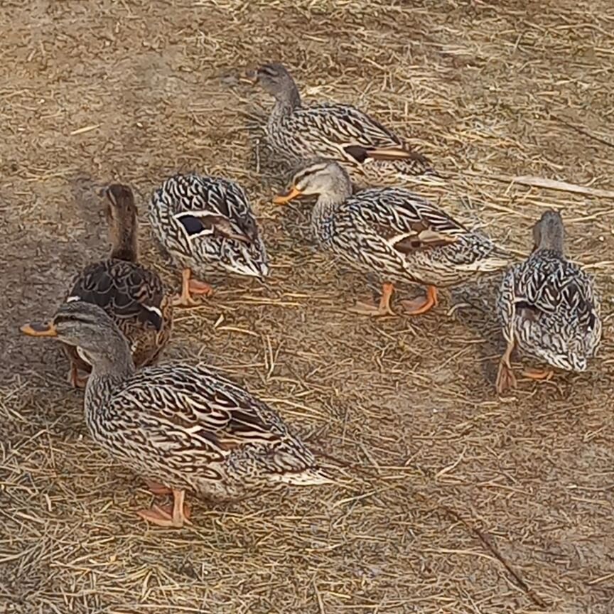 Подсадные утки серебрянки