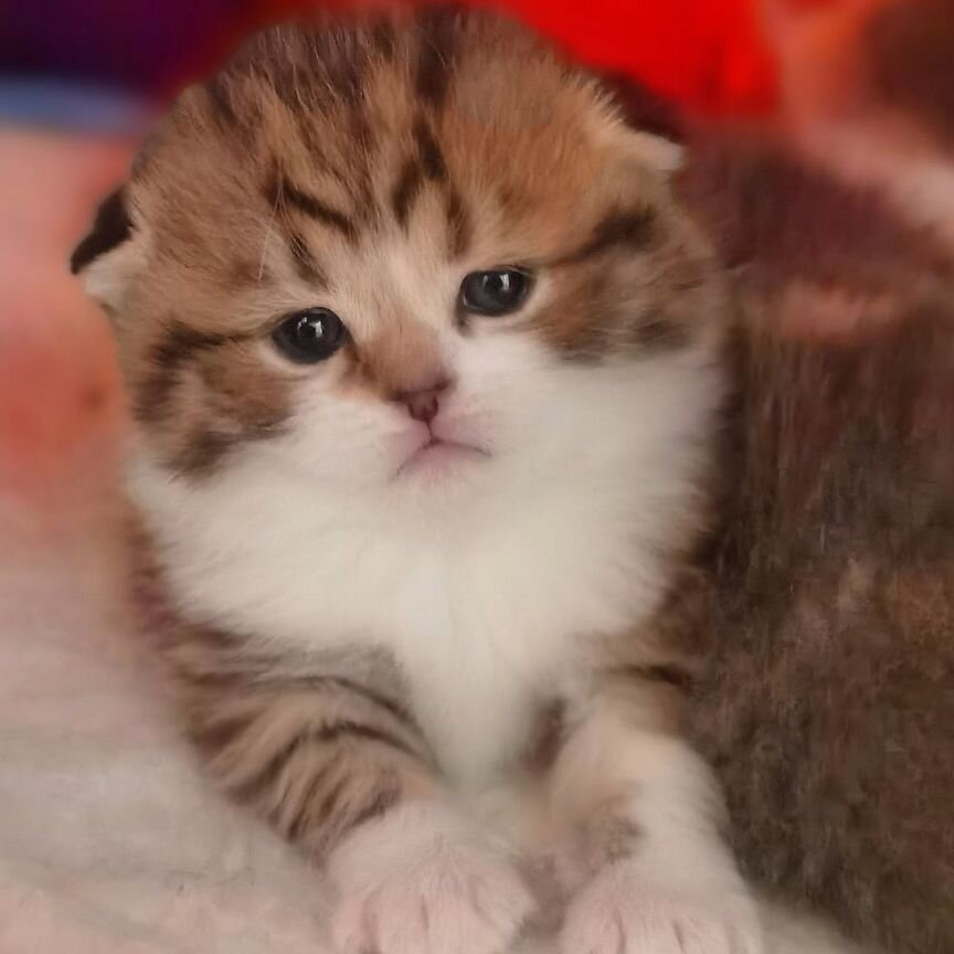 Шотландский вислоухий короткошёрстный котёнок