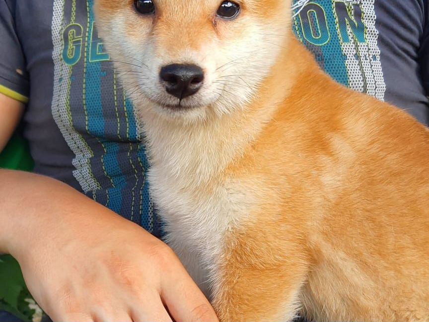 Сиба ину девочка