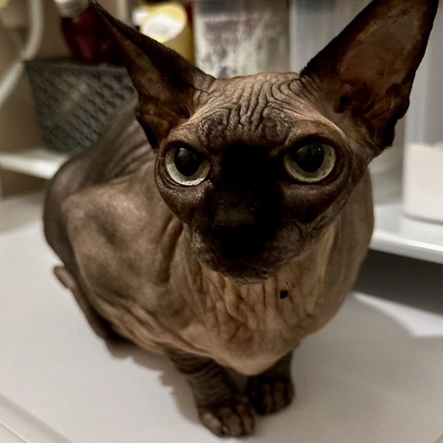 Канадский сфинкс, взрослая кошка