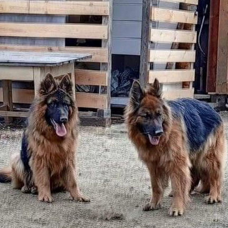 Немецкая овчарка, щенок