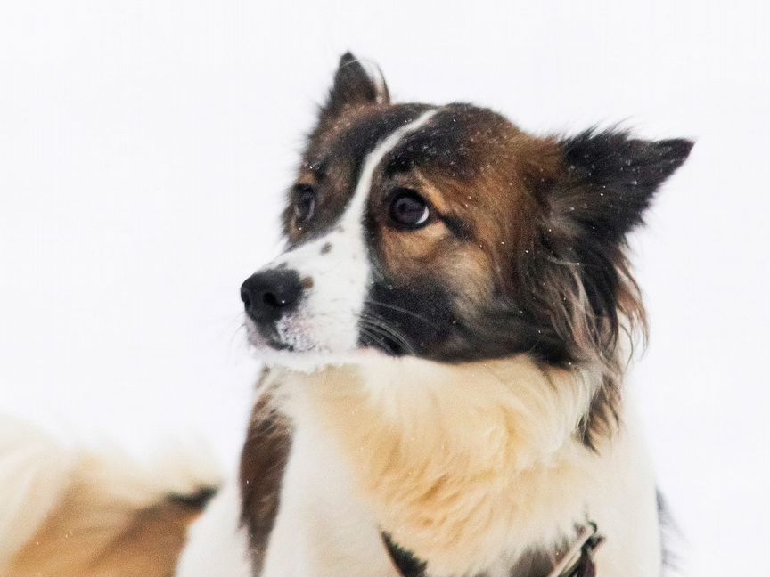 Собака ищет семью